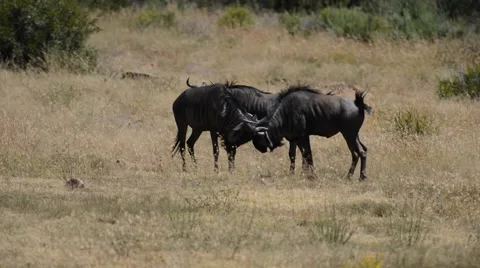 animals animals wildebeests fighting | Stock Video | Pond5