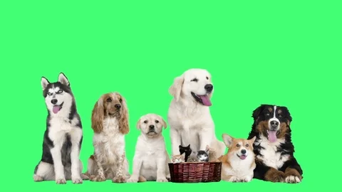 animals on green screen | Stock Video | Pond5