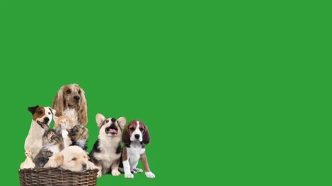 animals on a green screen | Stock Video | Pond5