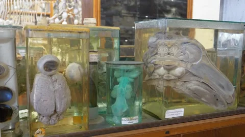 Animals internal organs. Animals interna... | Stock Video | Pond5