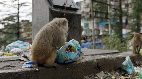 Animals Eating Garbage Stock Video Footage | Royalty Free Animals ...