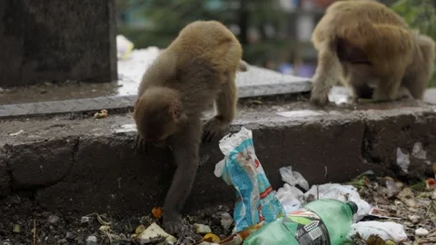 Animals, Monkeys eating in trash yard | Stock Video | Pond5