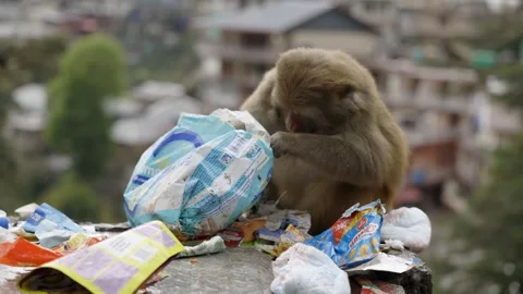 Animals Eating Garbage Stock Video Footage | Royalty Free Animals ...