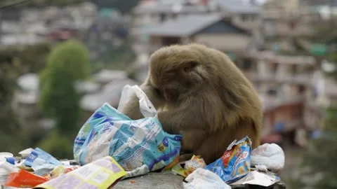 Animals Eating Garbage Stock Video Footage | Royalty Free Animals ...