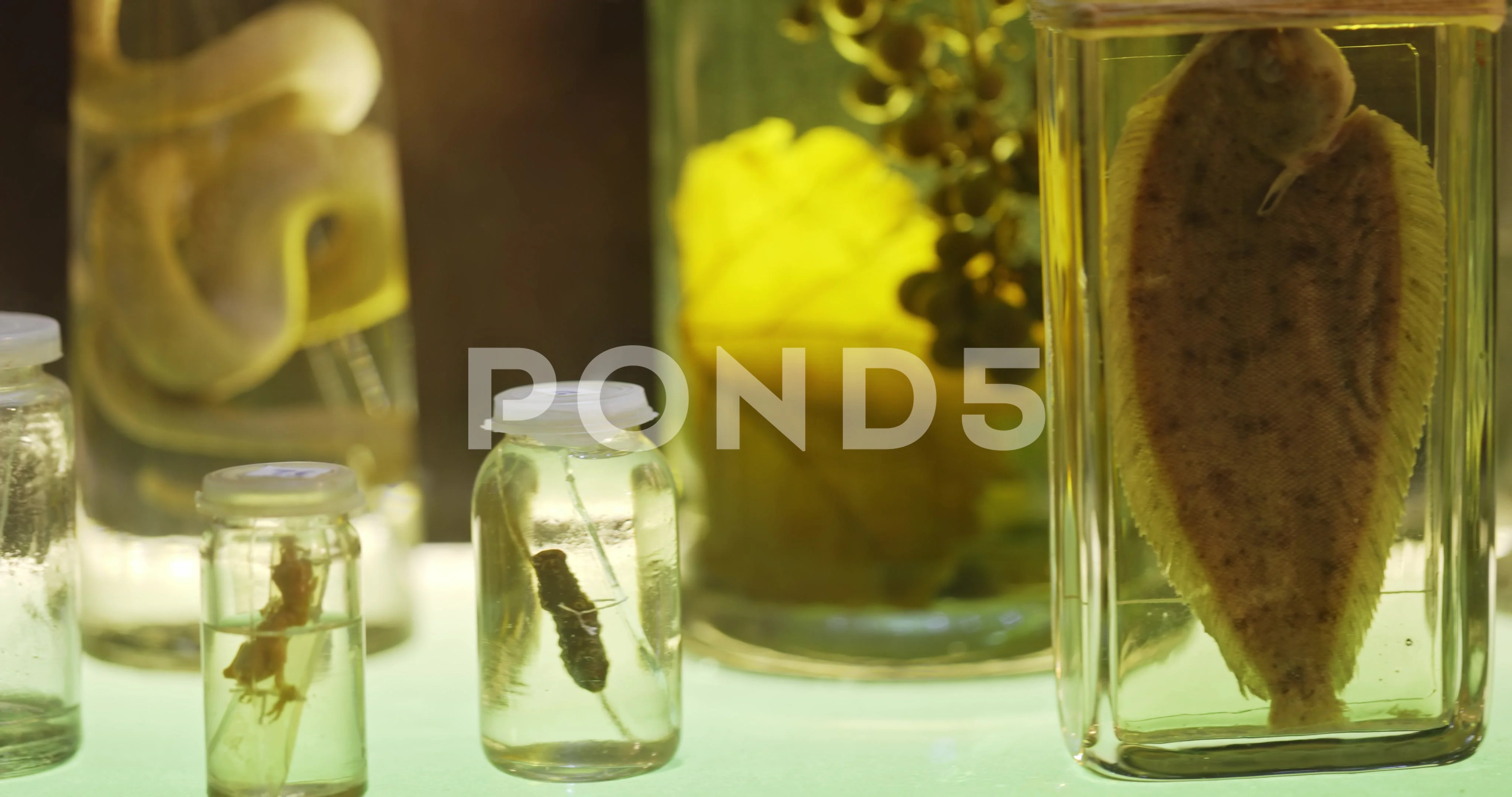 Formaldehyde Jar