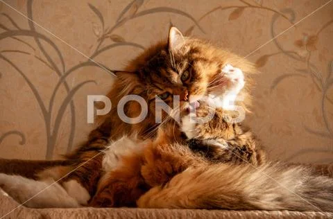 Animals A Siberian cat washes his face Samara Samara region Russia ...