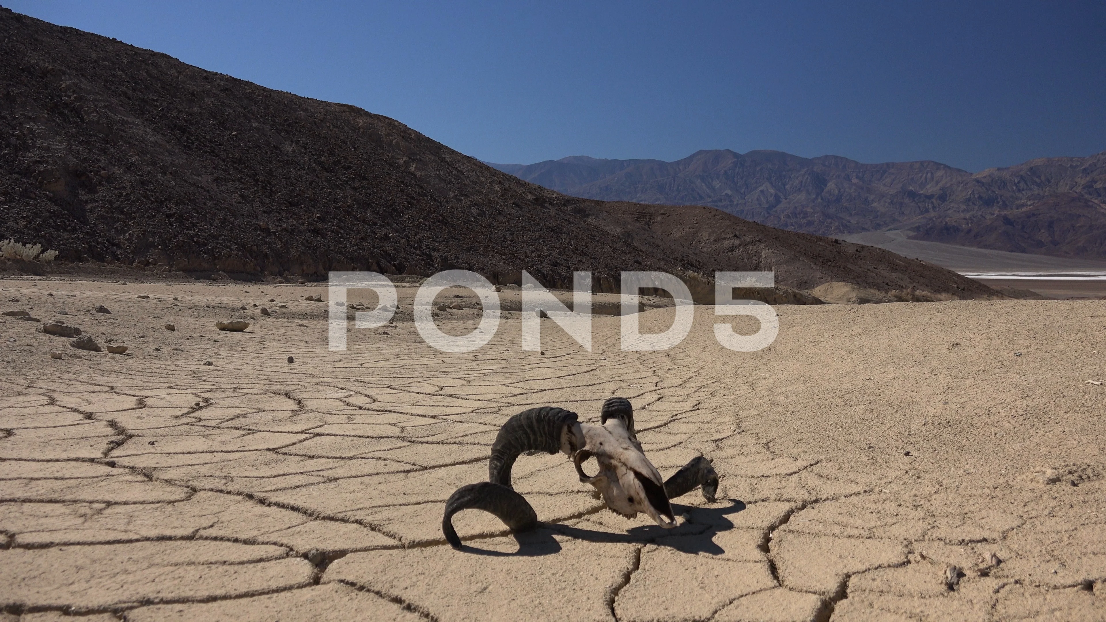 Animals In Dry Soil