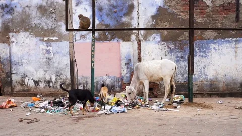 Animals In Garbage Stock Video Footage | Royalty Free Animals In ...