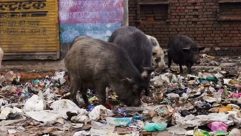 Animals In Garbage Stock Video Footage | Royalty Free Animals In ...