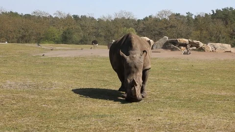 Animals walk in safari park | Stock Video | Pond5
