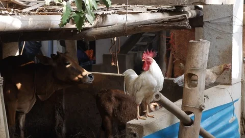 Rooster Stock Videos – Royalty-Free HD & 4K Videos