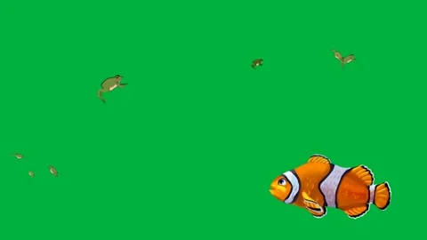 Animated 2d character clownfish clownfis... | Stock Video | Pond5