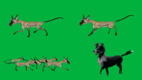 Animated 2d character donkey foal colt a... | Stock Video | Pond5