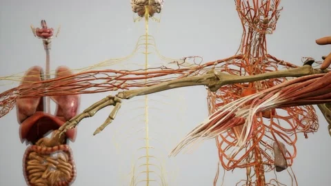 Animated 3D human anatomy illustration | Stock Video | Pond5