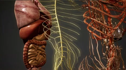 Animated 3D human anatomy illustration | Stock Video | Pond5