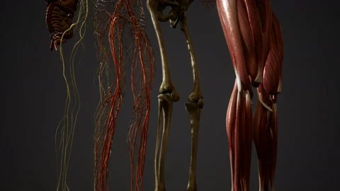 Animated 3D human anatomy illustration | Stock Video | Pond5