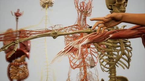 Animated 3D human anatomy illustration | Stock Video | Pond5
