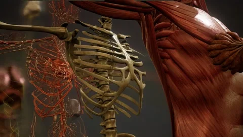 Animated 3D human anatomy illustration | Stock Video | Pond5