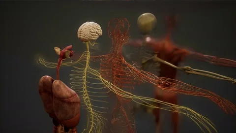 Animated 3D human anatomy illustration | Stock Video | Pond5