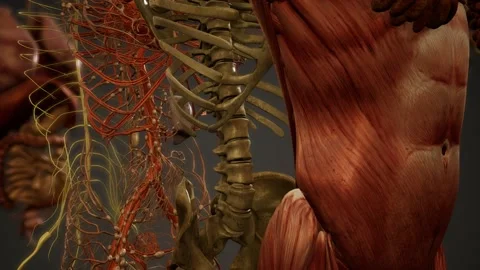 Animated 3D human anatomy illustration | Stock Video | Pond5
