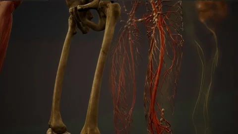Animated 3D human anatomy illustration | Stock Video | Pond5