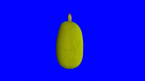Animated 3d jackfruit rotating on a blue... | Stock Video | Pond5