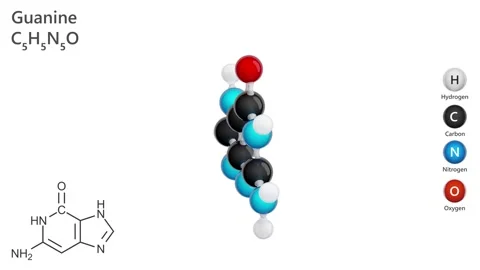 Animated 3d model of Guanine molecule C5... | Stock Video | Pond5