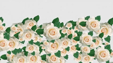 Animated Background Transition white ros... | Stock Video | Pond5
