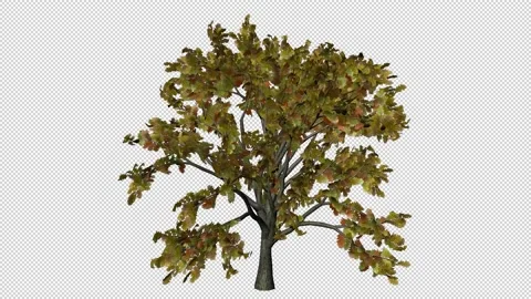 Animated Blowing Oak tree with transpare... | Stock Video | Pond5
