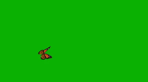 Green Butterfly Drawing Stock Videos – Royalty-Free HD & 4K Videos