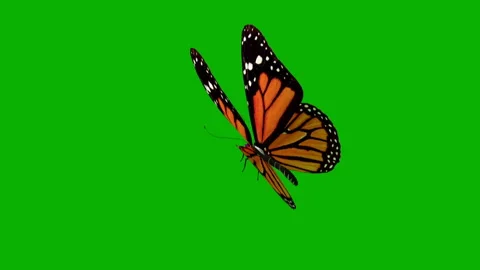 Green Background Animated Stock Video Footage | Royalty Free Green Background Animated Videos ...