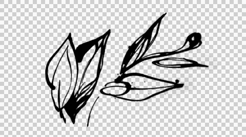 animated calligraphy ink drawing botany ... | Stock Video | Pond5