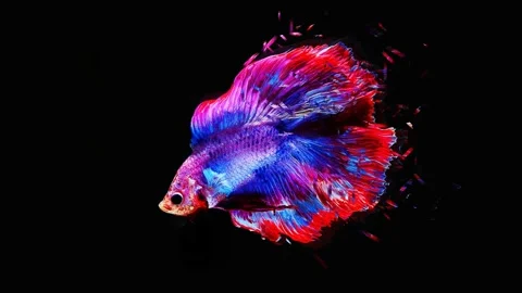 Animated Fish Swimming Stock Video Footage | Royalty Free Animated Fish ...