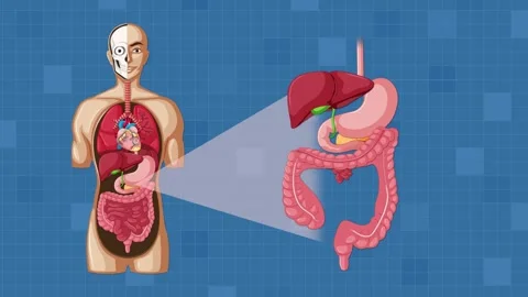 Animated Diagram of Human Digestive Syst... | Stock Video | Pond5