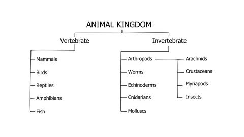 Animated drawing of animal classificatio... | Stock Video | Pond5