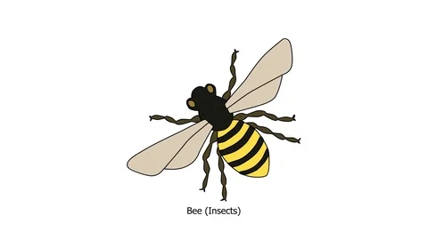 Insect Drawing Stock Video Footage | Royalty Free Insect Drawing Videos ...