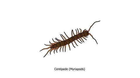 Animated drawing of centipede myriapod | Stock Video | Pond5
