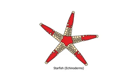 Echinoderms Stock Videos – Royalty-Free HD & 4K Videos