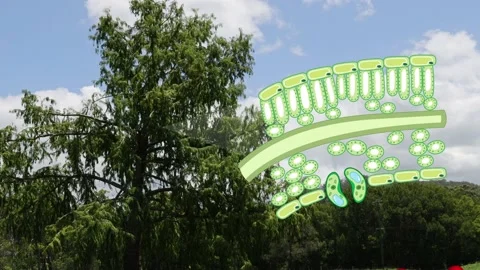 Animated Explanation of Photosynthesis f... | Stock Video | Pond5