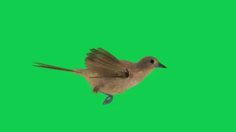 Bird Flying Asset Stock Videos – Royalty-Free HD & 4K Videos