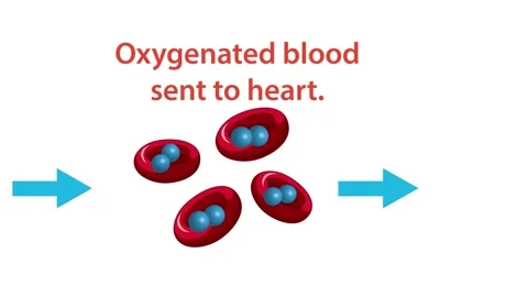 Animated Guide to Human Gas Exchange Pro... | Stock Video | Pond5