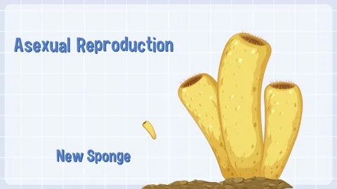 An animated guide to the sponge life cyc... | Stock Video | Pond5
