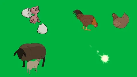 Cow Template Stock Videos – Royalty-Free HD & 4K Videos | Pond5