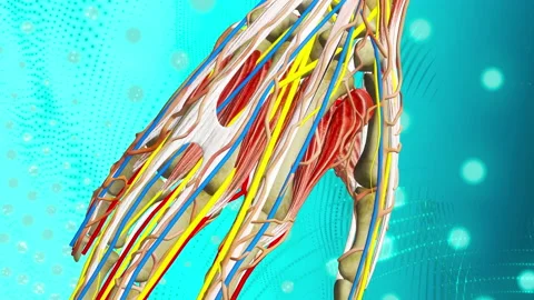 Animated human arm anatomy muscles arter... | Stock Video | Pond5