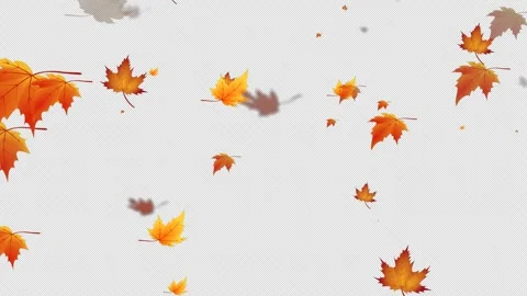 animated maple leaves falling on alpha c... | Stock Video | Pond5