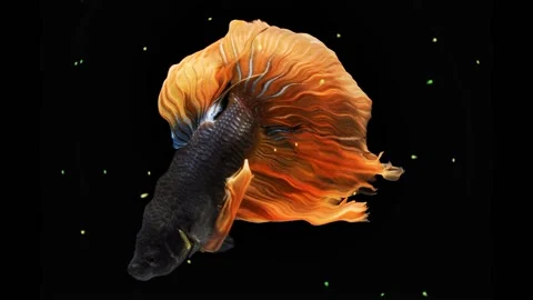Animated Fish Organism Stock Videos – Royalty-Free HD & 4K Videos | Pond5