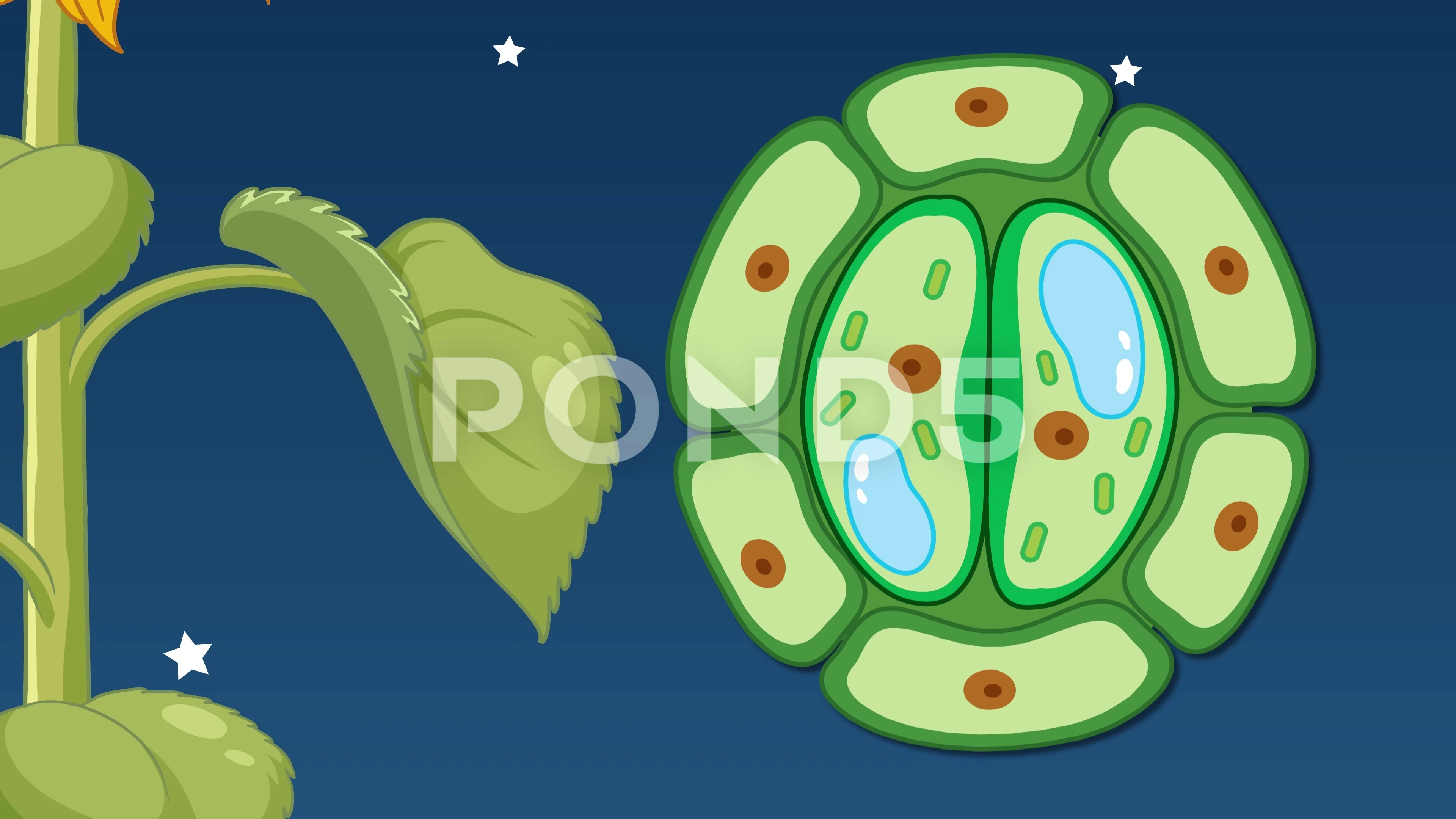 Stomata Animation