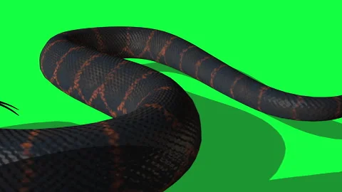 Snake Green Screen Footage Stock Footage ~ Royalty Free Stock Videos ...