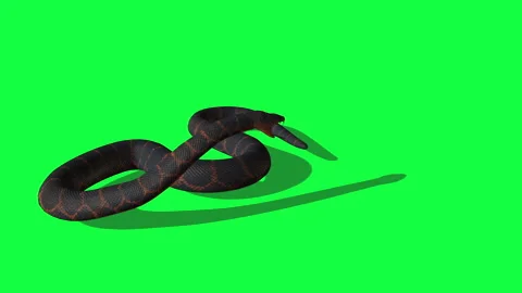Snake Green Screen Footage Stock Videos – Royalty-Free HD & 4K Videos ...