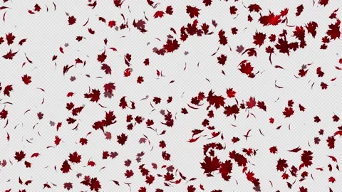 Animated Red leaves in loop and alpha ch... | Stock Video | Pond5